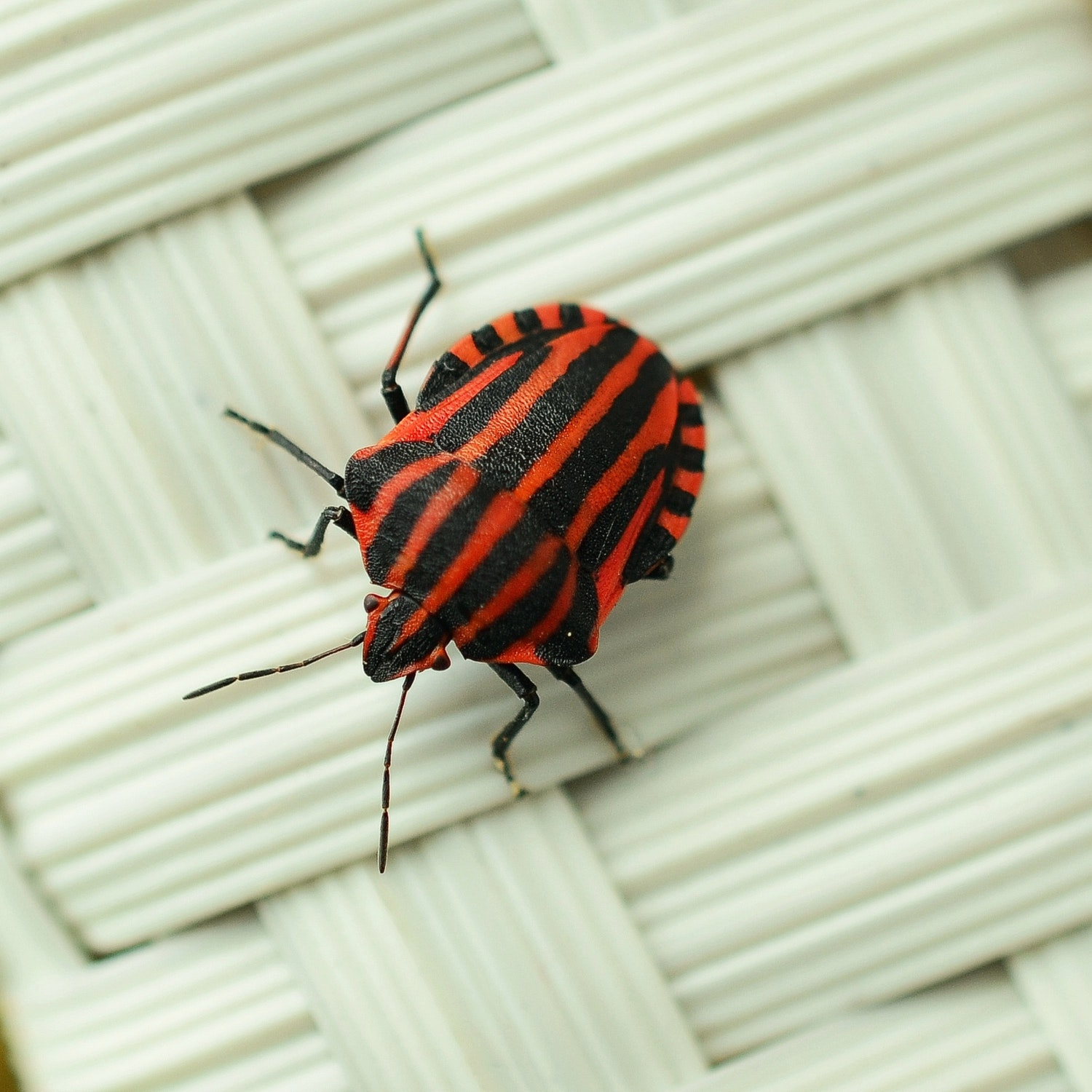 How to Get Rid of Stink Bugs Using Home Remedies [Easy Ways]