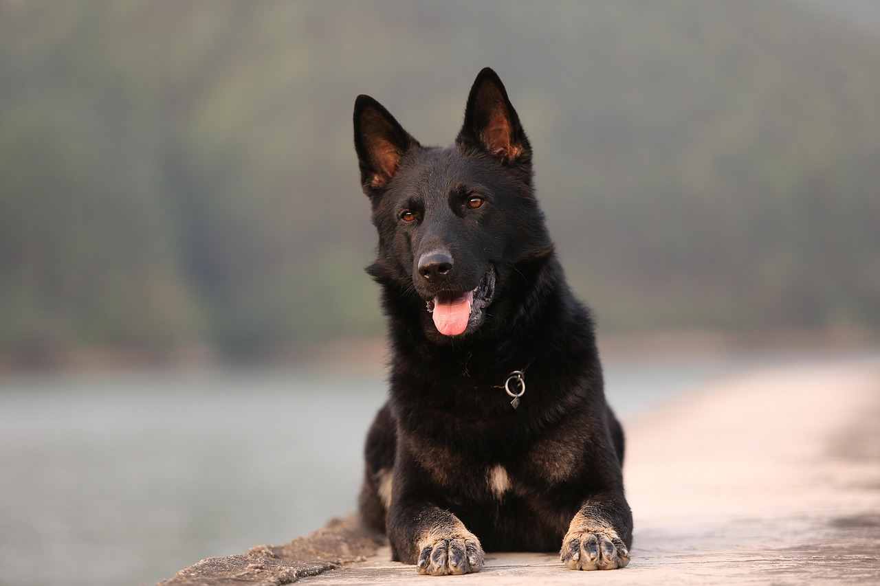Florida Family Reunited With Lost German Shepherd After Dog Went ...